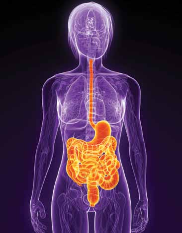 Hoe je darmen en brein verbonden zijn en wat dit betekent voor je ...
